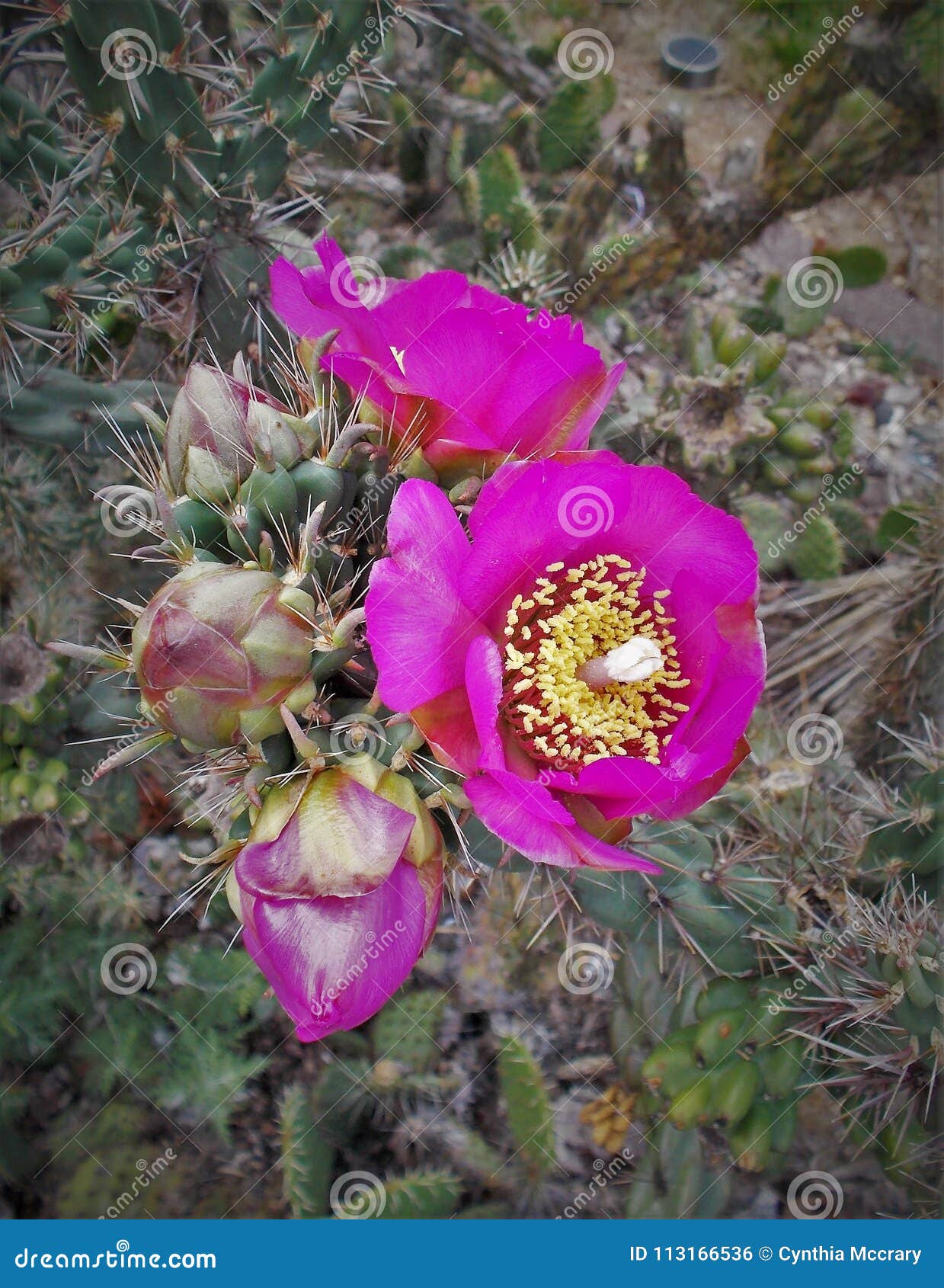 Cholla Cactus Bloom stock photo. Image of branch, bloom - 113166536