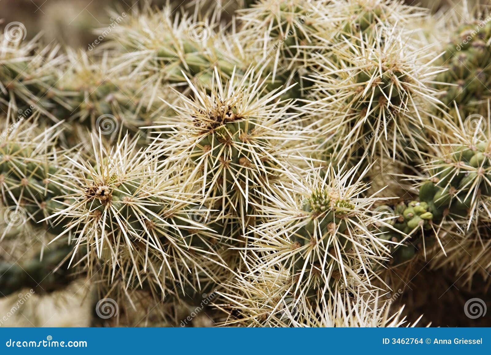 Cholla Cactus Close-Up stock photo. Image of cactus, cholla - 3462764