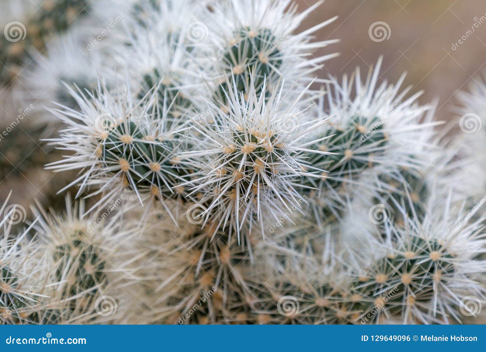 A Cholla Cactus stock photo. Image of green, joshua - 129649096
