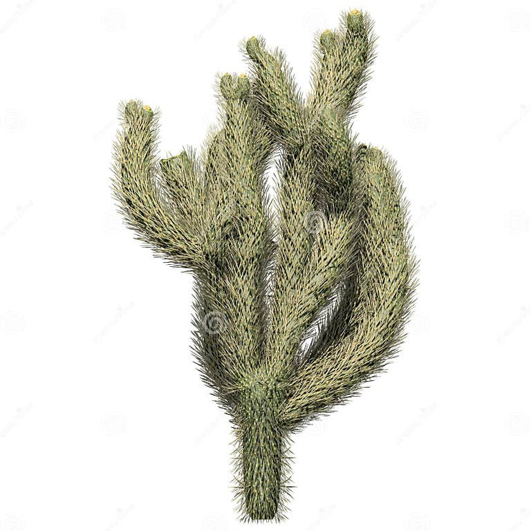 Cholla Cactus Front View Isolated on White Background Stock Image ...