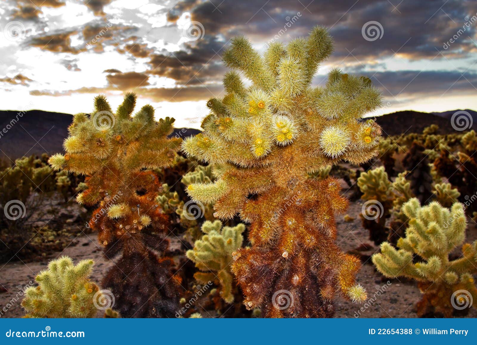 Cholla Cactus Garden Joshua Tree National Park Stock Photo - Image of ...