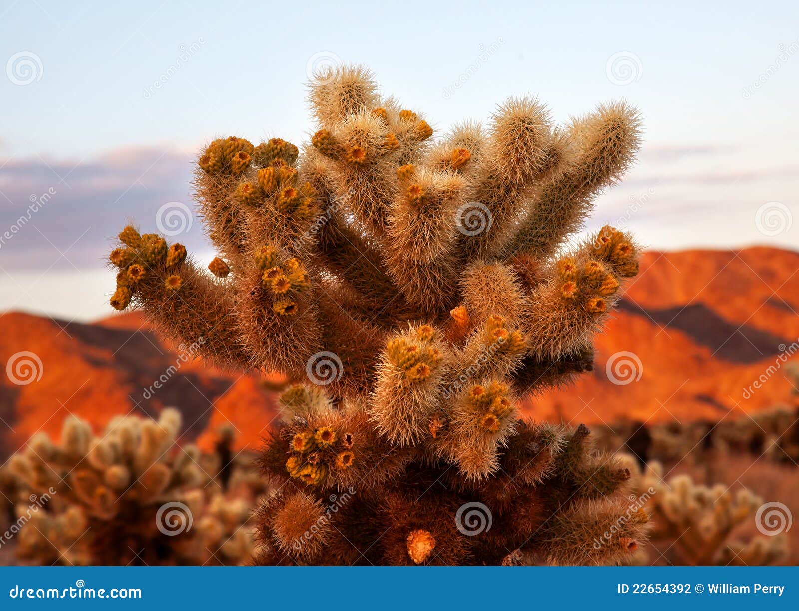 Cholla Cactus Garden Joshua Tree National Park Stock Photo - Image of ...