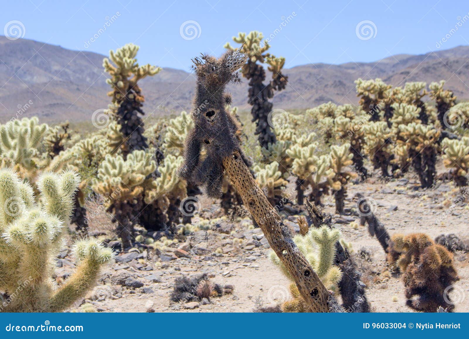 Cholla Cactus Skeleton stock photo. Image of cholla, garden - 96033004
