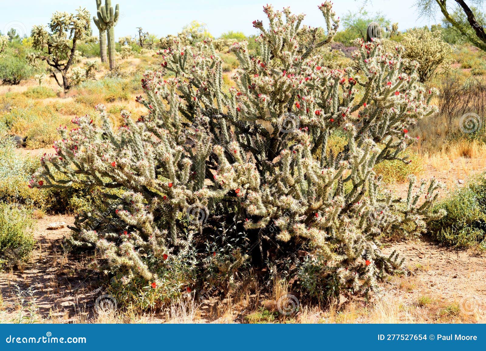Cholla Cactus, Sonora Desert, Mid Spring in Blossom Stock Photo - Image ...
