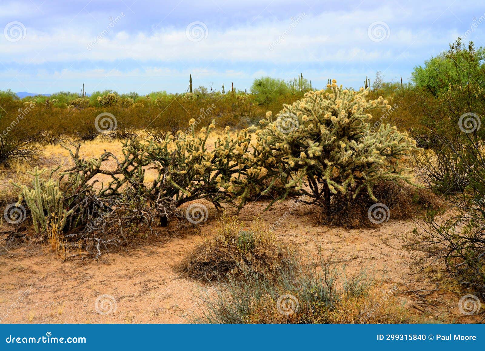 Cholla Cactus, Sonora Desert, Mid Spring Stock Photo - Image of cloud ...
