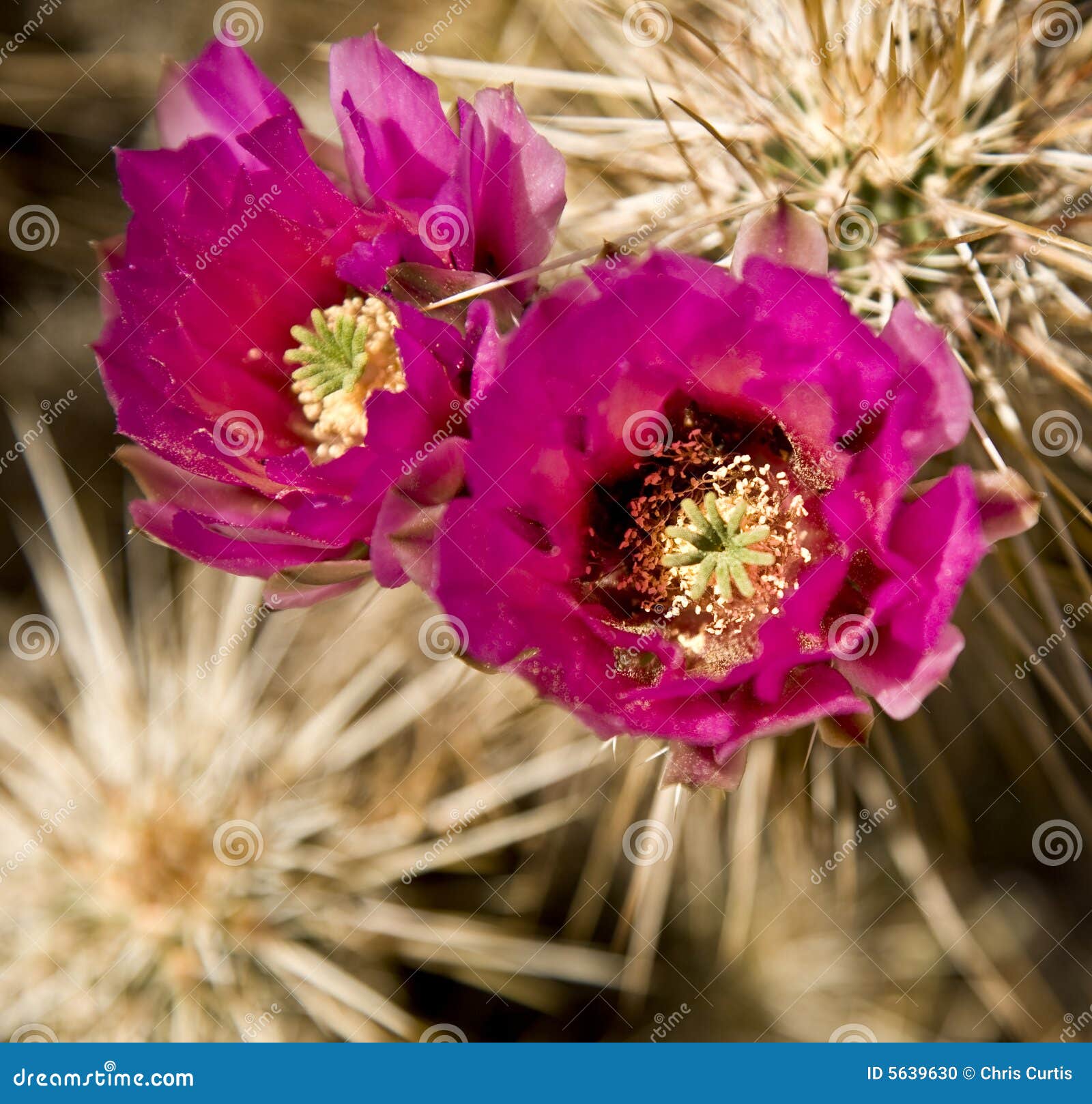 Cholla Flowers stock photo. Image of cholla, cacti, prickly - 5639630