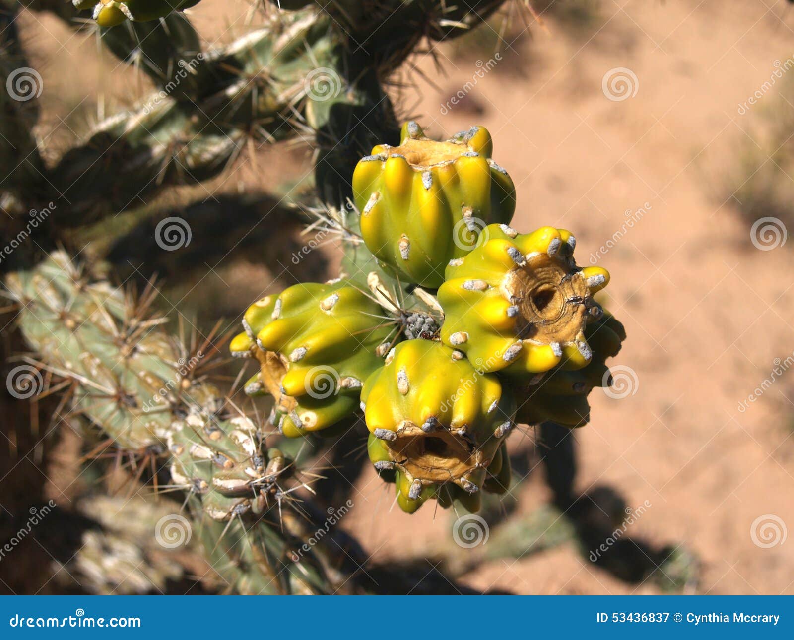 Cholla Fruit stock image. Image of cholla, fruit, yellow - 53436837