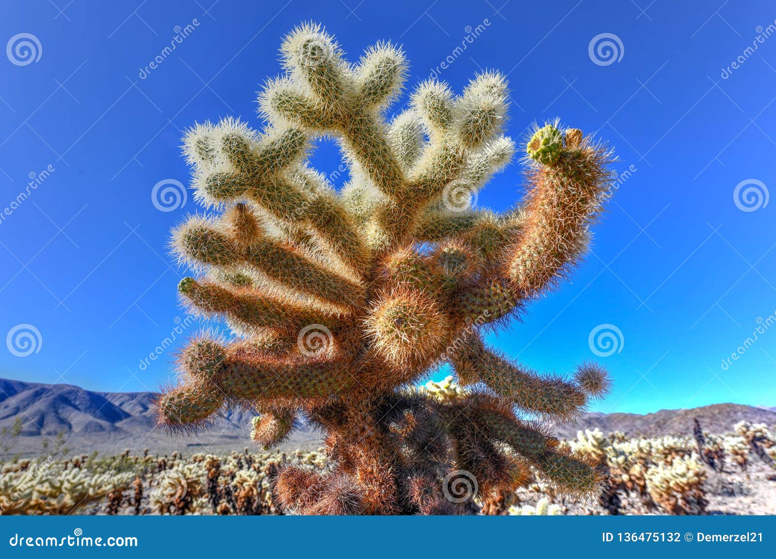 Cholla-Kaktus-Garten - Joshua Tree National Park Stockfoto - Bild von ...