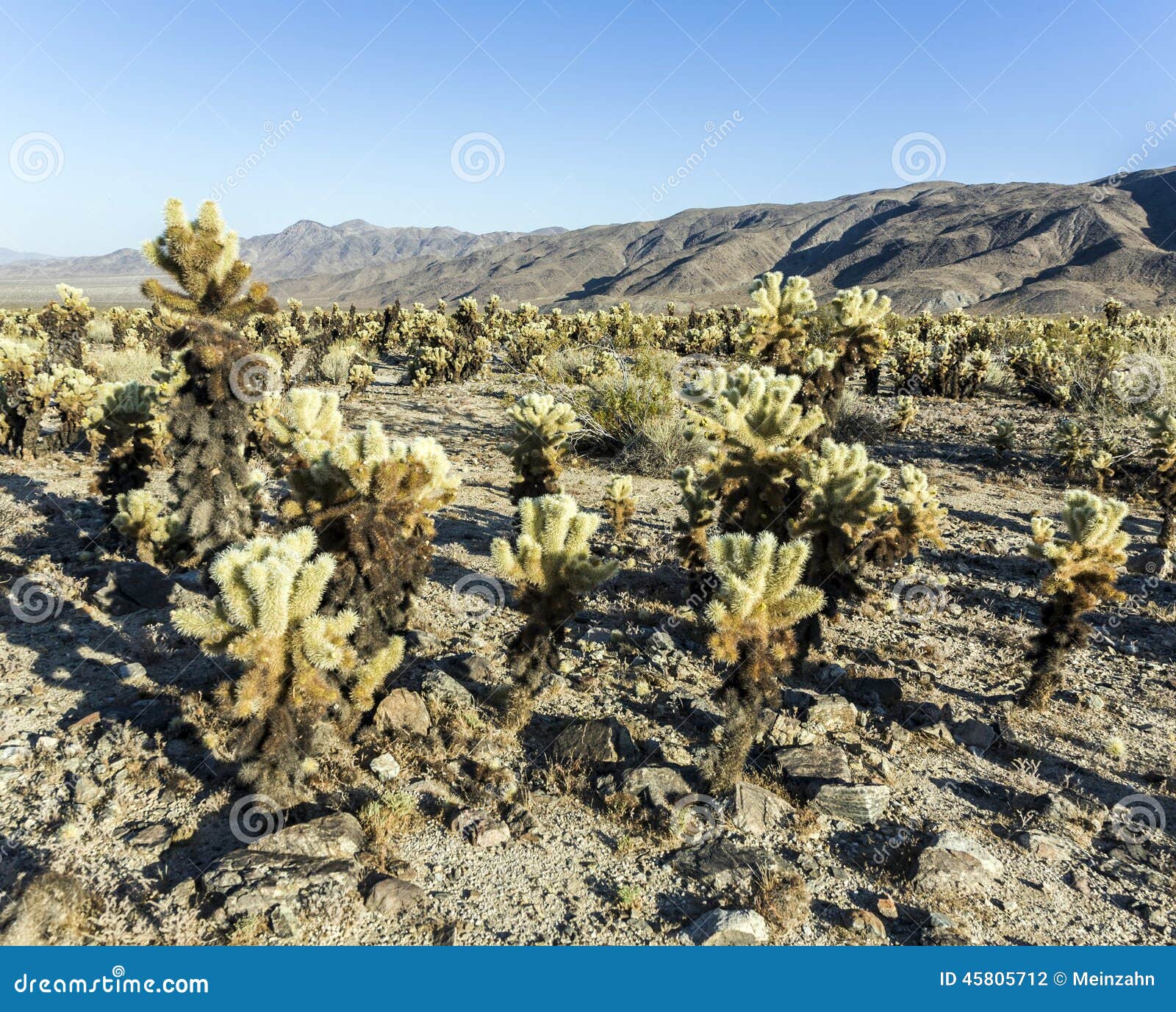 Cholla-Kaktus-Garten in Joshua Tree National Park Stockfoto - Bild von ...