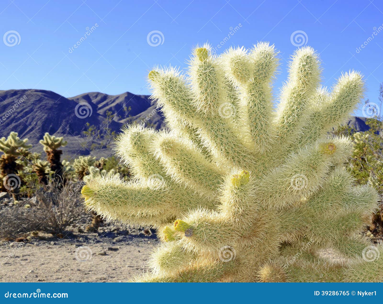 Cholla-Kaktus in Joshua Tree National Park Stockbild - Bild von betrieb ...