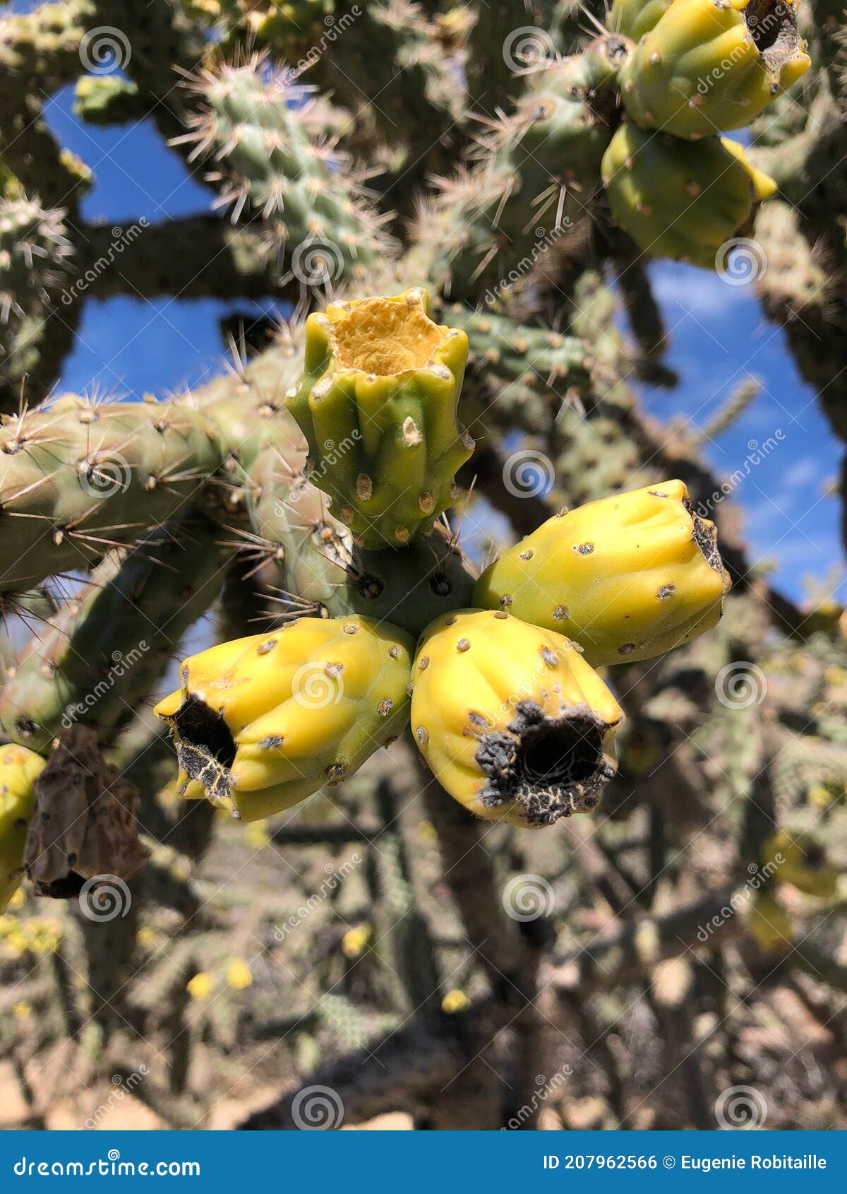 Cholla tree stock photo. Image of climate, fruit, plants - 207962566
