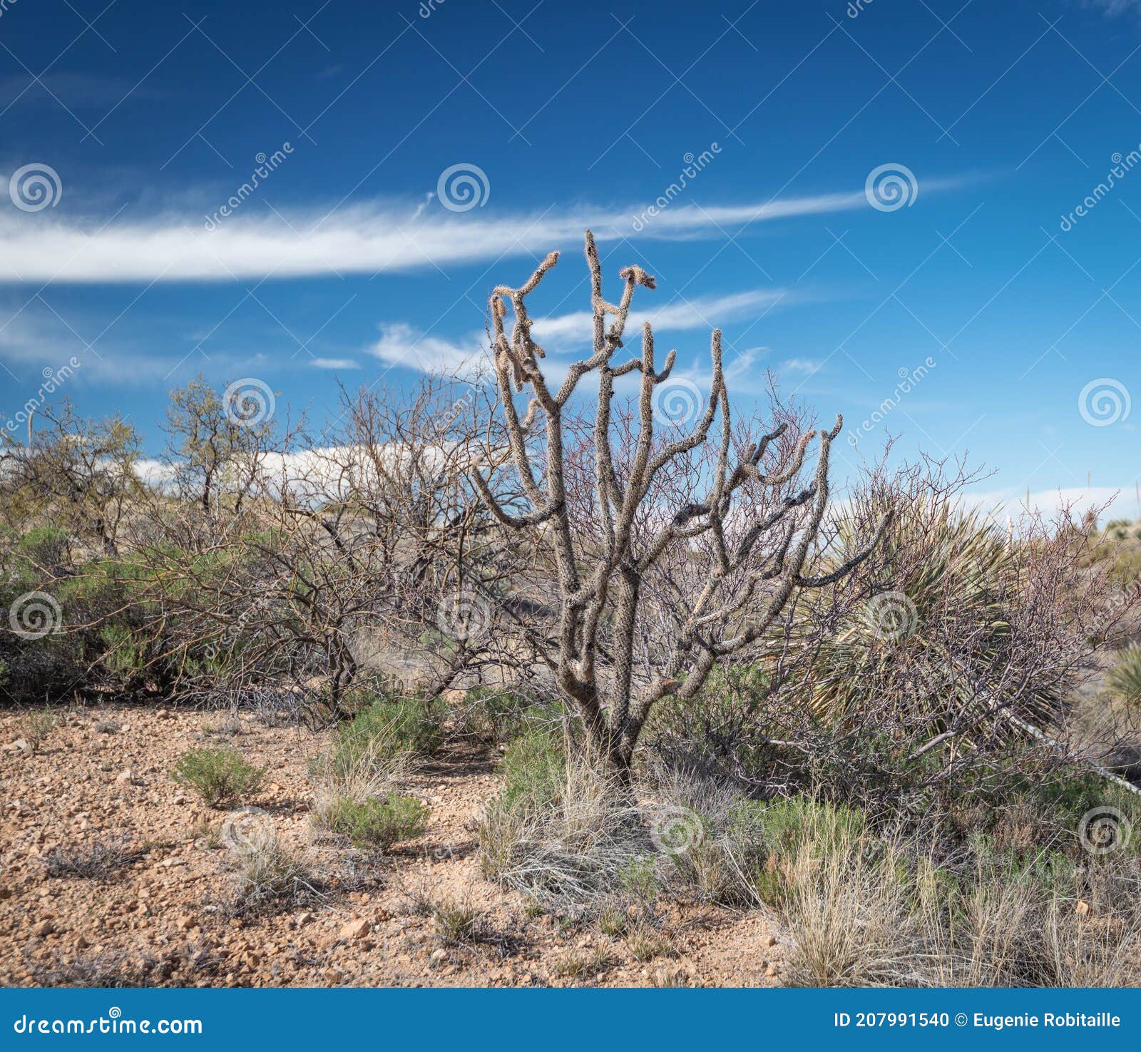 Cholla tree stock photo. Image of daylight, blue, high - 207991540