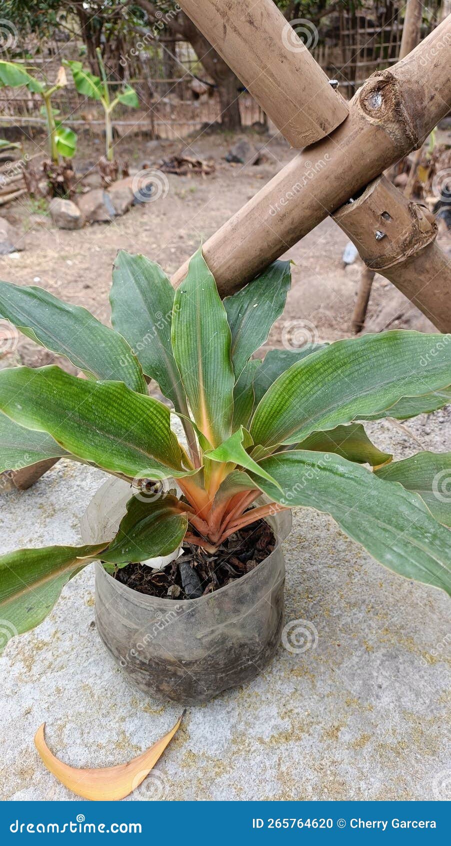 Chlorophytum Fire Flash Plant Stock Photo - Image of plant, flash ...