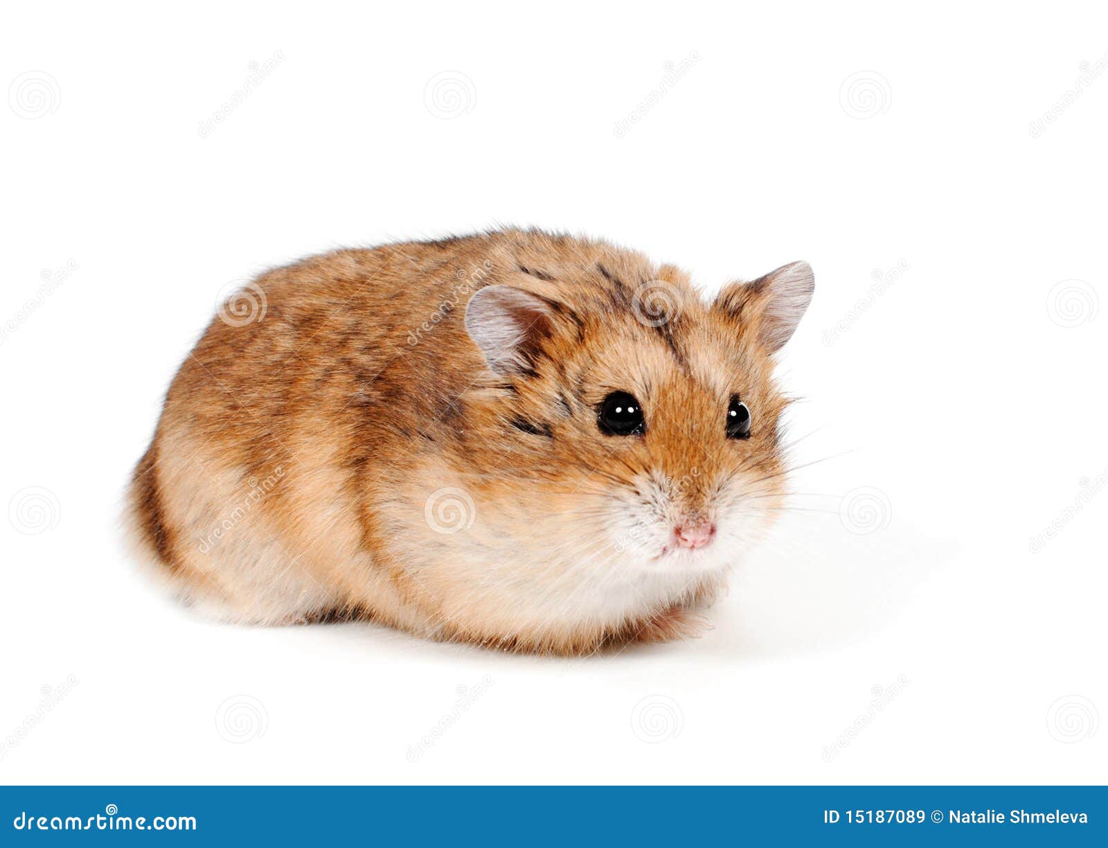 Chomik obraz stock. Obraz złożonej z zbliżenie, ciekawski - 15187089