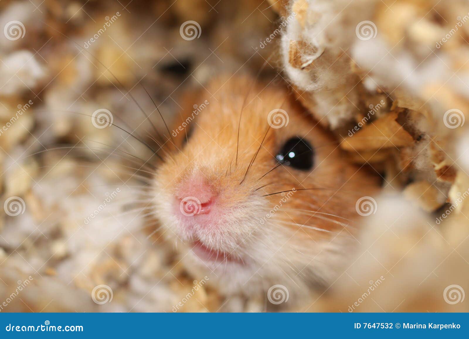 Chomik zdjęcie stock. Obraz złożonej z ssak, pasożytniczy - 7647532