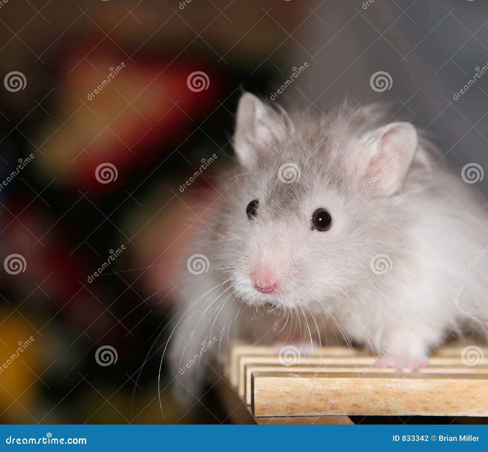 Chomik zdjęcie stock. Obraz złożonej z charcica, ślepuszonka - 833342