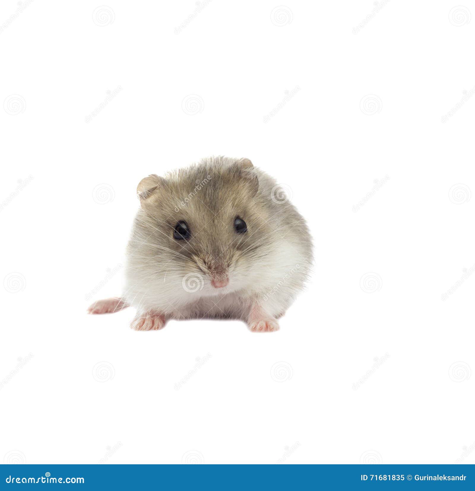 Chomik na białym tle obraz stock. Obraz złożonej z policzek - 71681835