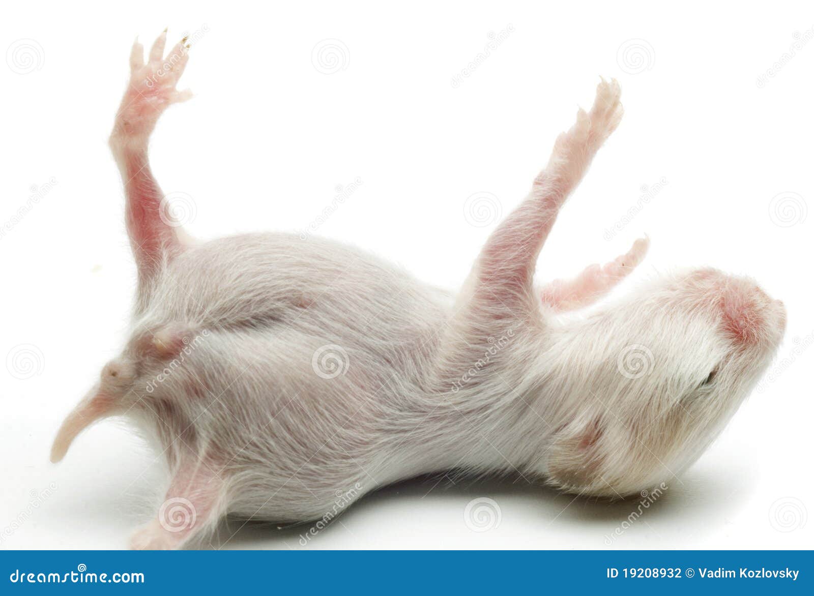 Chomik nowonarodzony zdjęcie stock. Obraz złożonej z żebranie - 19208932