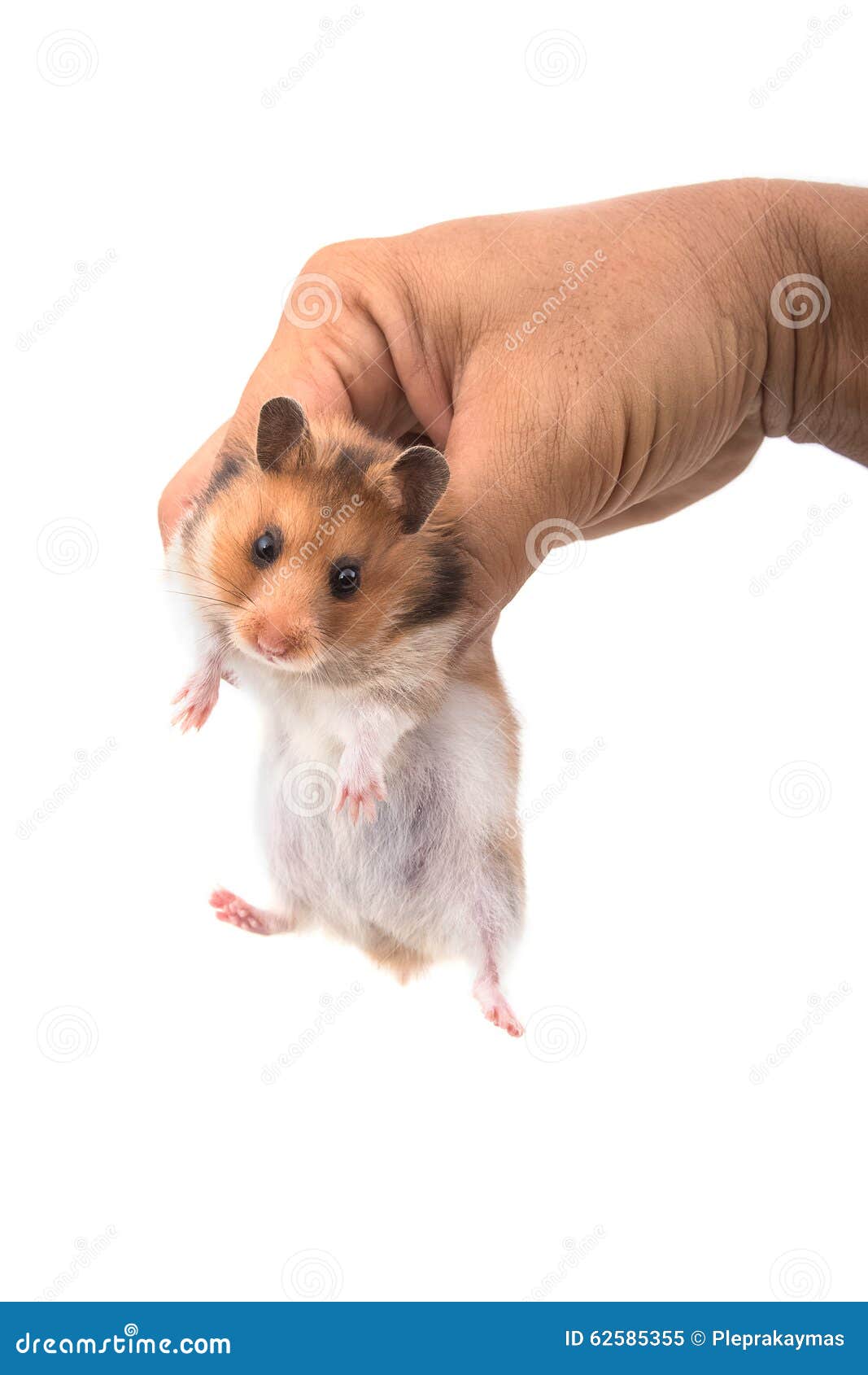 Chomik (Syryjski Chomik) W Ręce Zdjęcie Stock - Obraz: 62585355