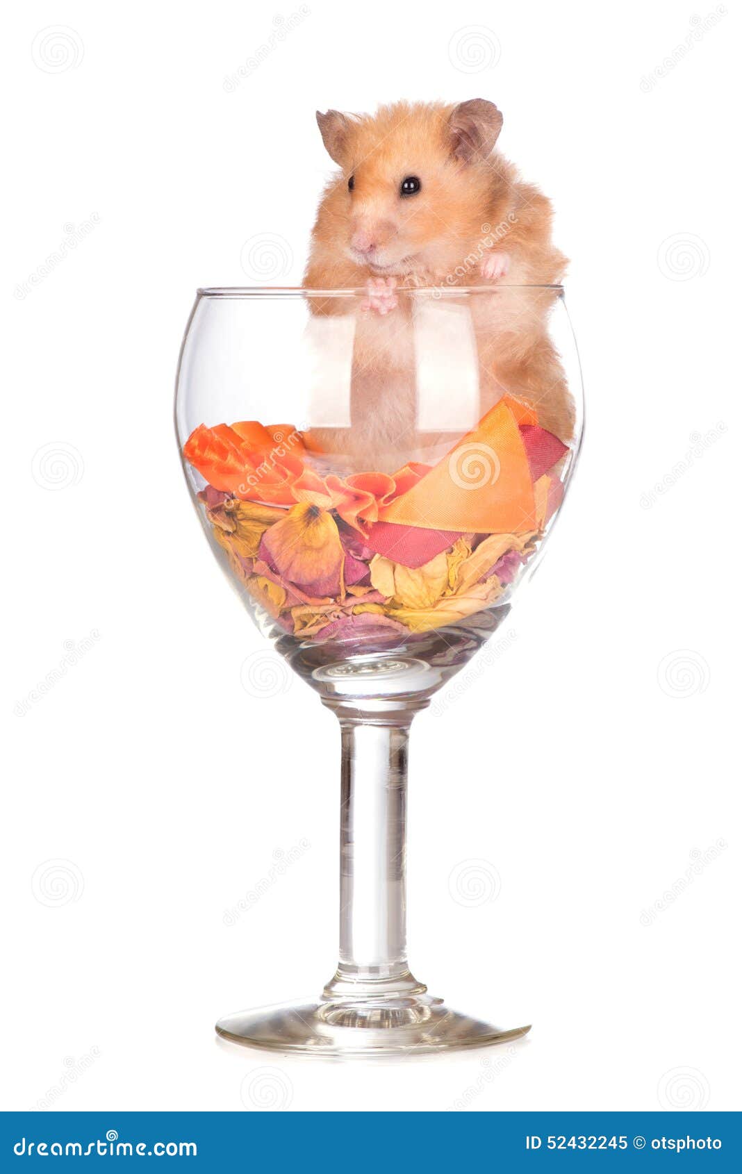 Chomik w szkle obraz stock. Obraz złożonej z domowy, ssak - 52432245