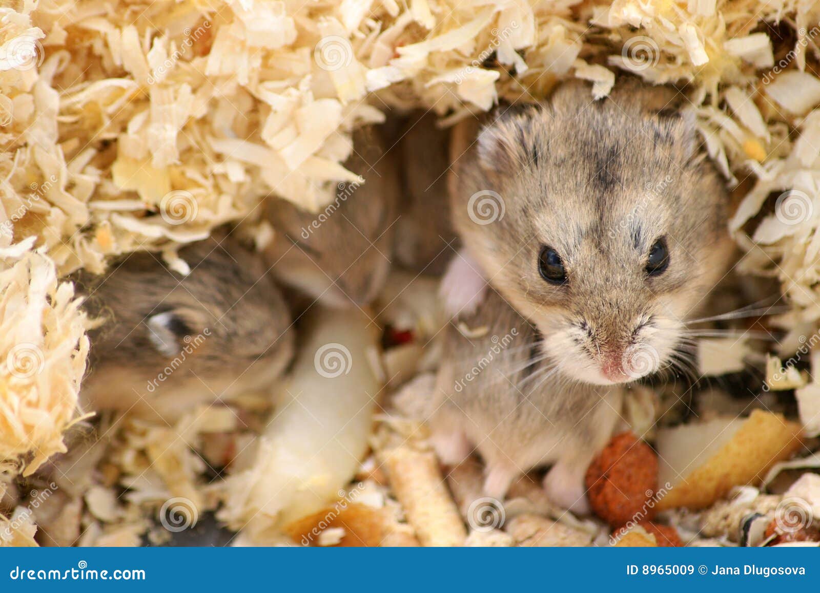 Chomiki obraz stock. Obraz złożonej z domowy, bokobrody - 8965009