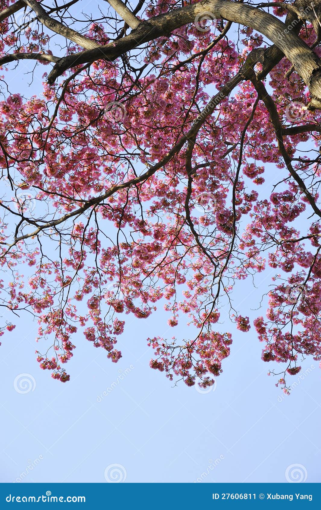 Chompu Pantip Flower stock image. Image of unique, bangmod - 27606811