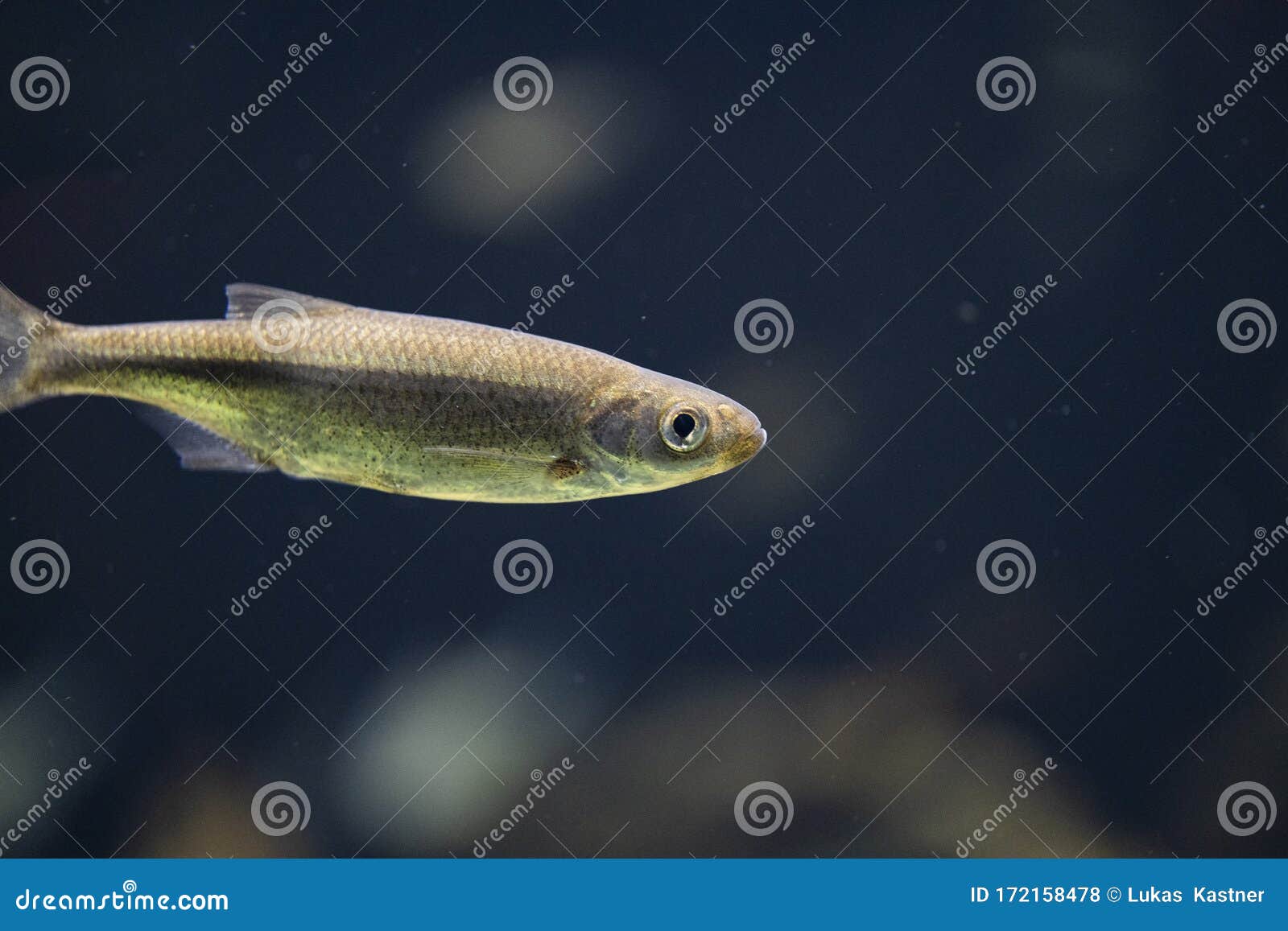 Chondrostoma Nasus Underwater, Chondrostoma Nasus Simming Underwater ...