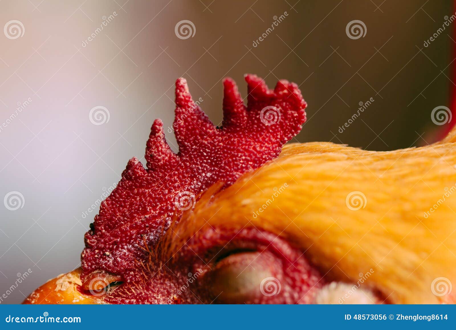 Chook s head stock photo. Image of birds, death, performance - 48573056