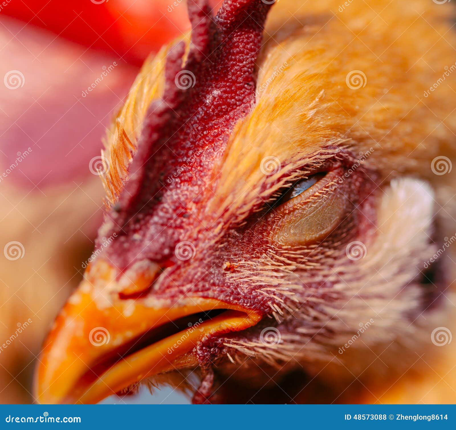 Chook s head stock photo. Image of bird, people, brown - 48573088