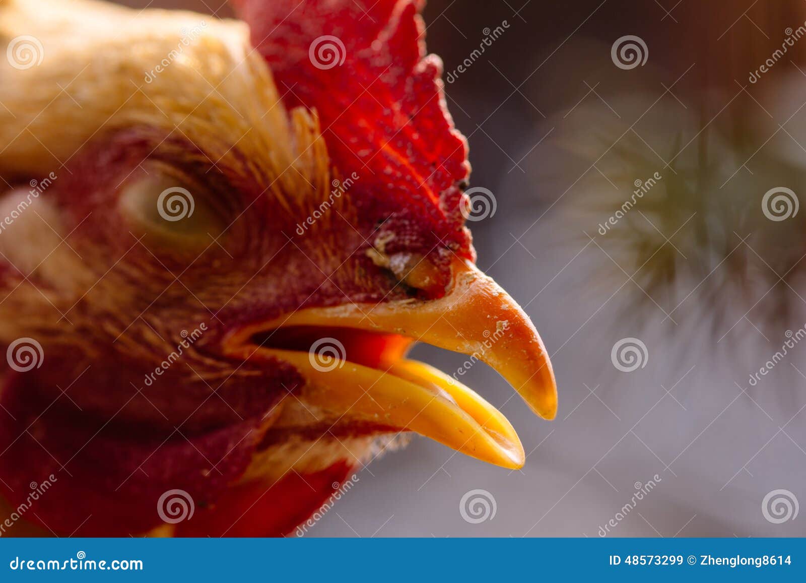 Chook s head stock image. Image of isolated, bird, domestic - 48573299