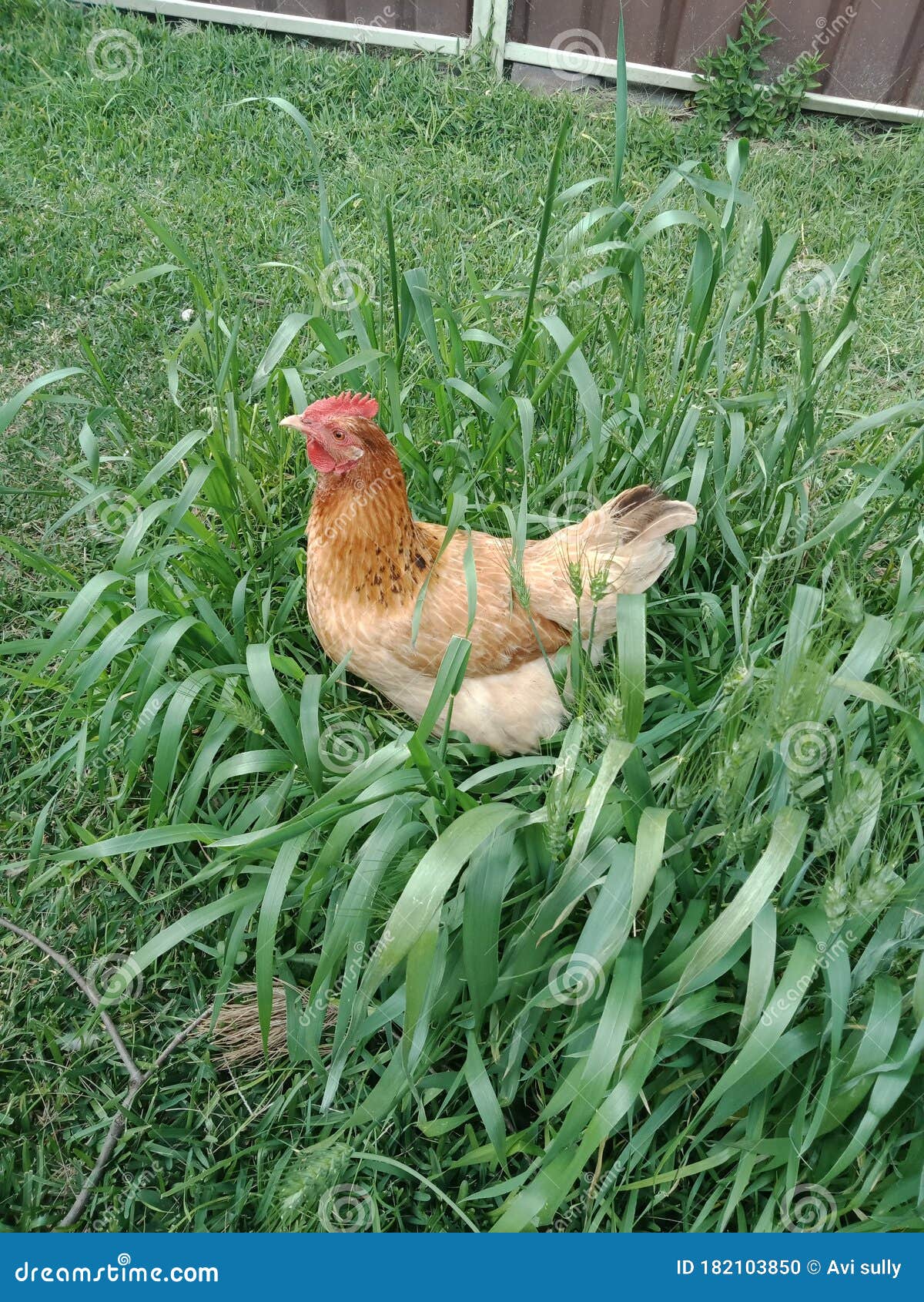 Chooken Stock Photos - Free & Royalty-Free Stock Photos from Dreamstime