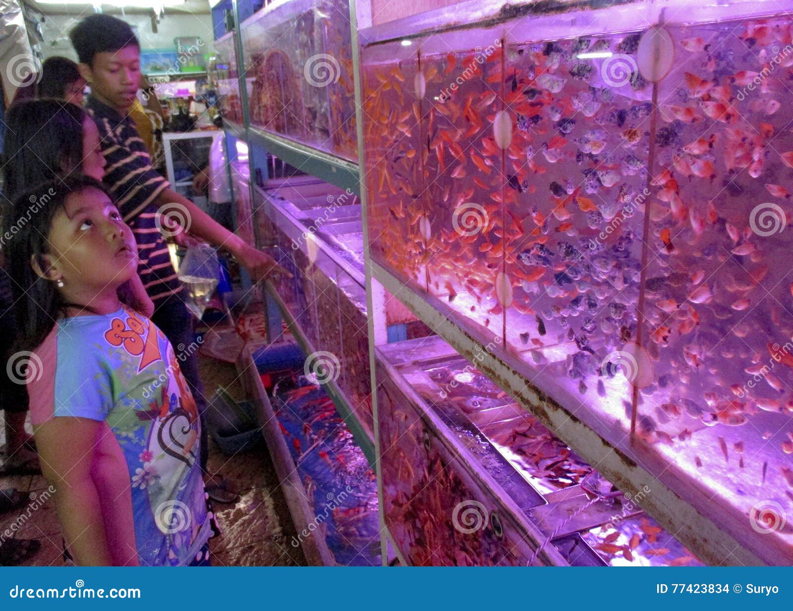 Choose fish editorial stock image. Image of city, solo - 77423834