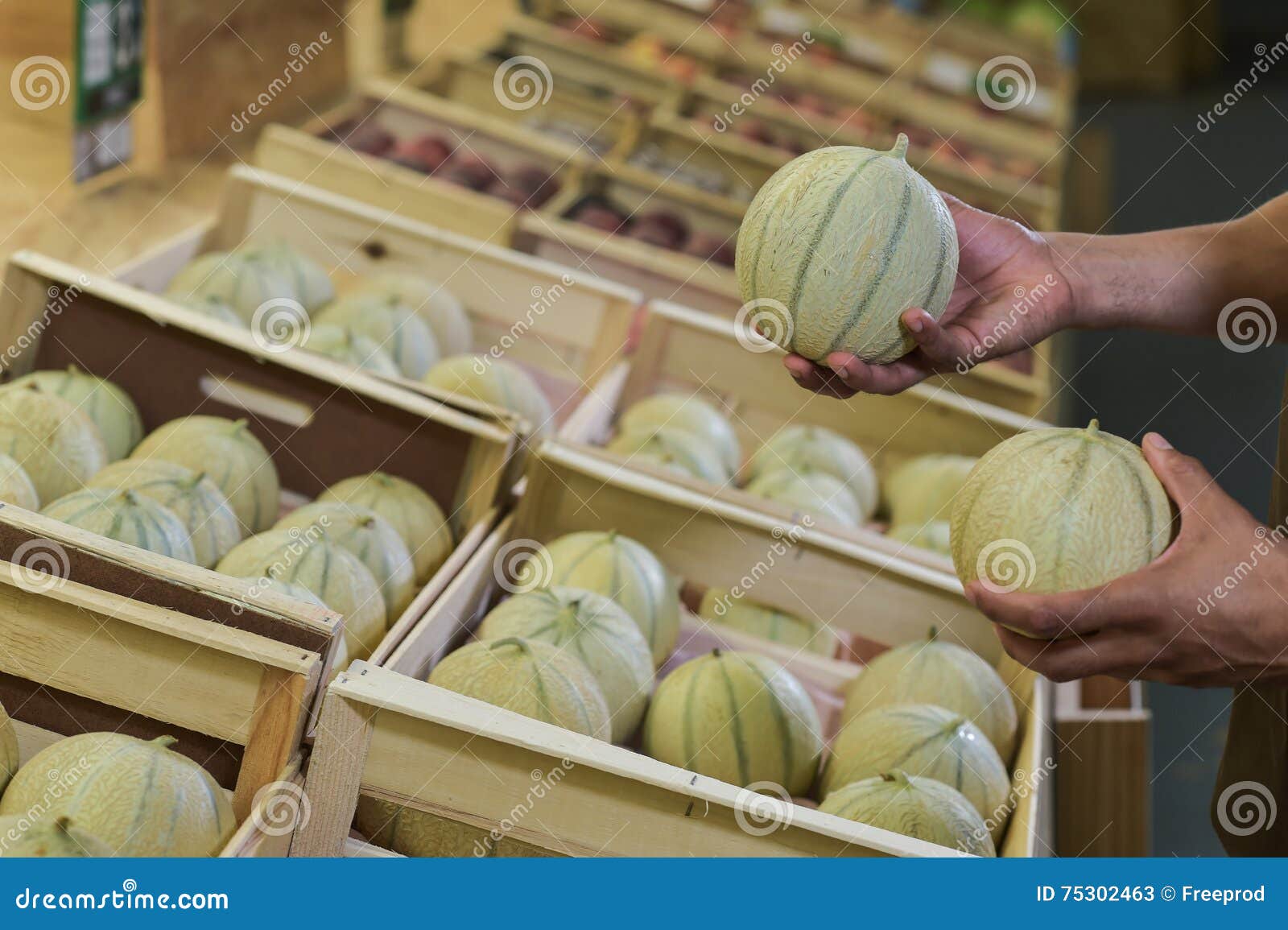 Choose a melon in hand stock image. Image of cheerful - 75302463