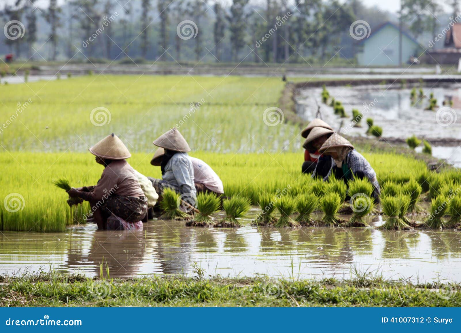 Choose rice seedlings editorial photography. Image of java - 41007312