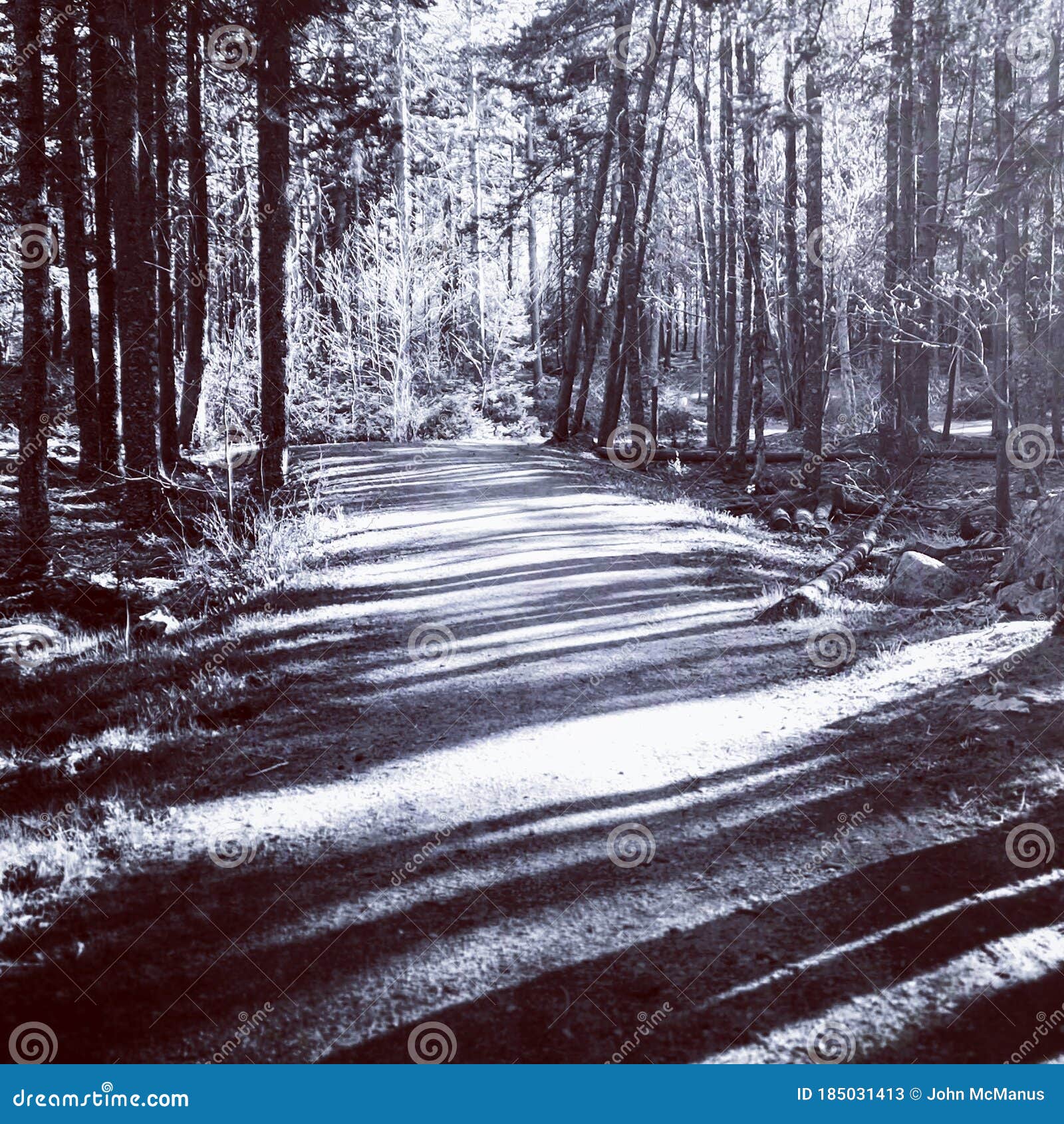 Choose Your Path stock image. Image of white, path, forest - 185031413