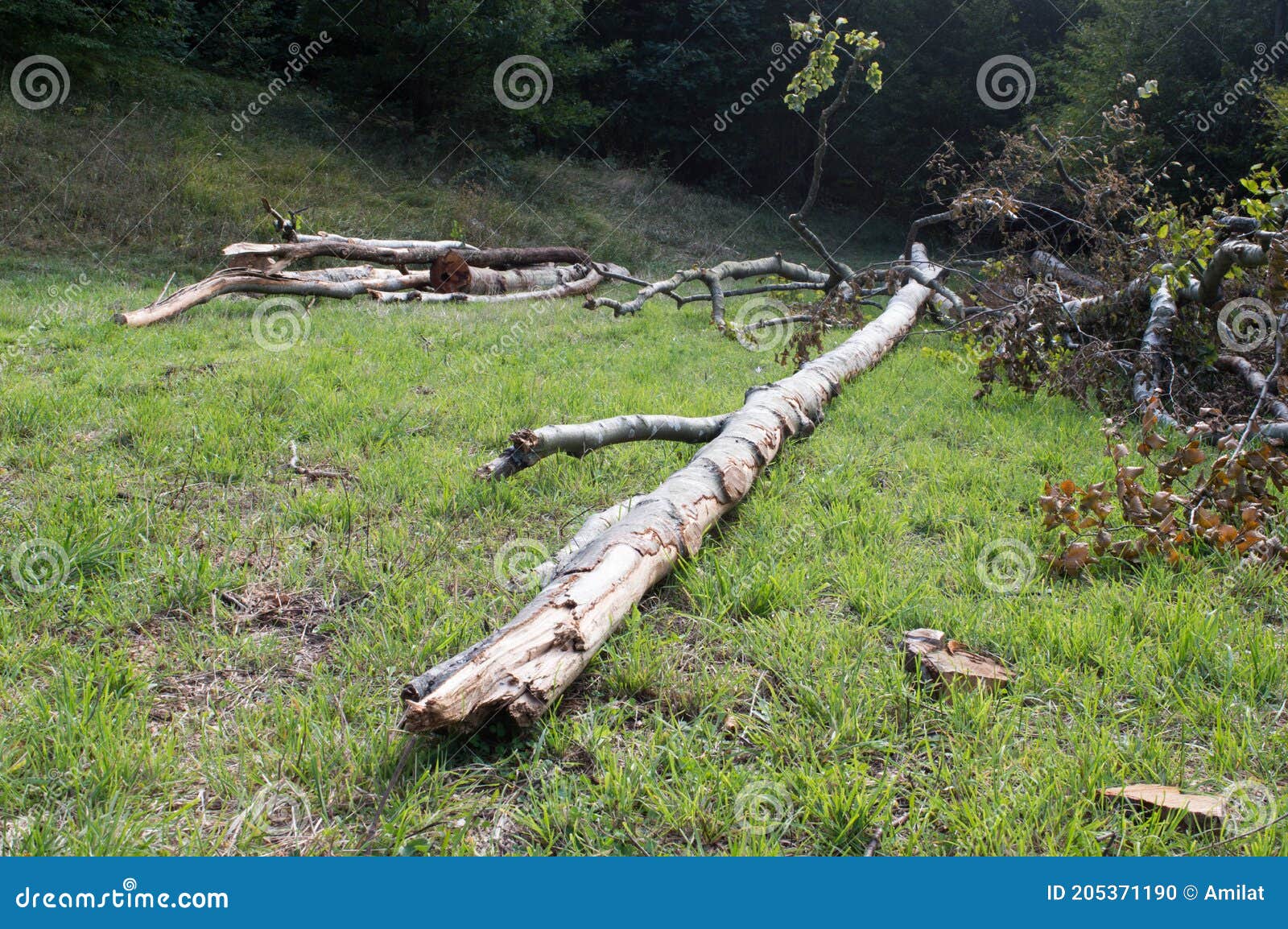 Chopped beech trees stock photo. Image of forestry, chopped - 205371190