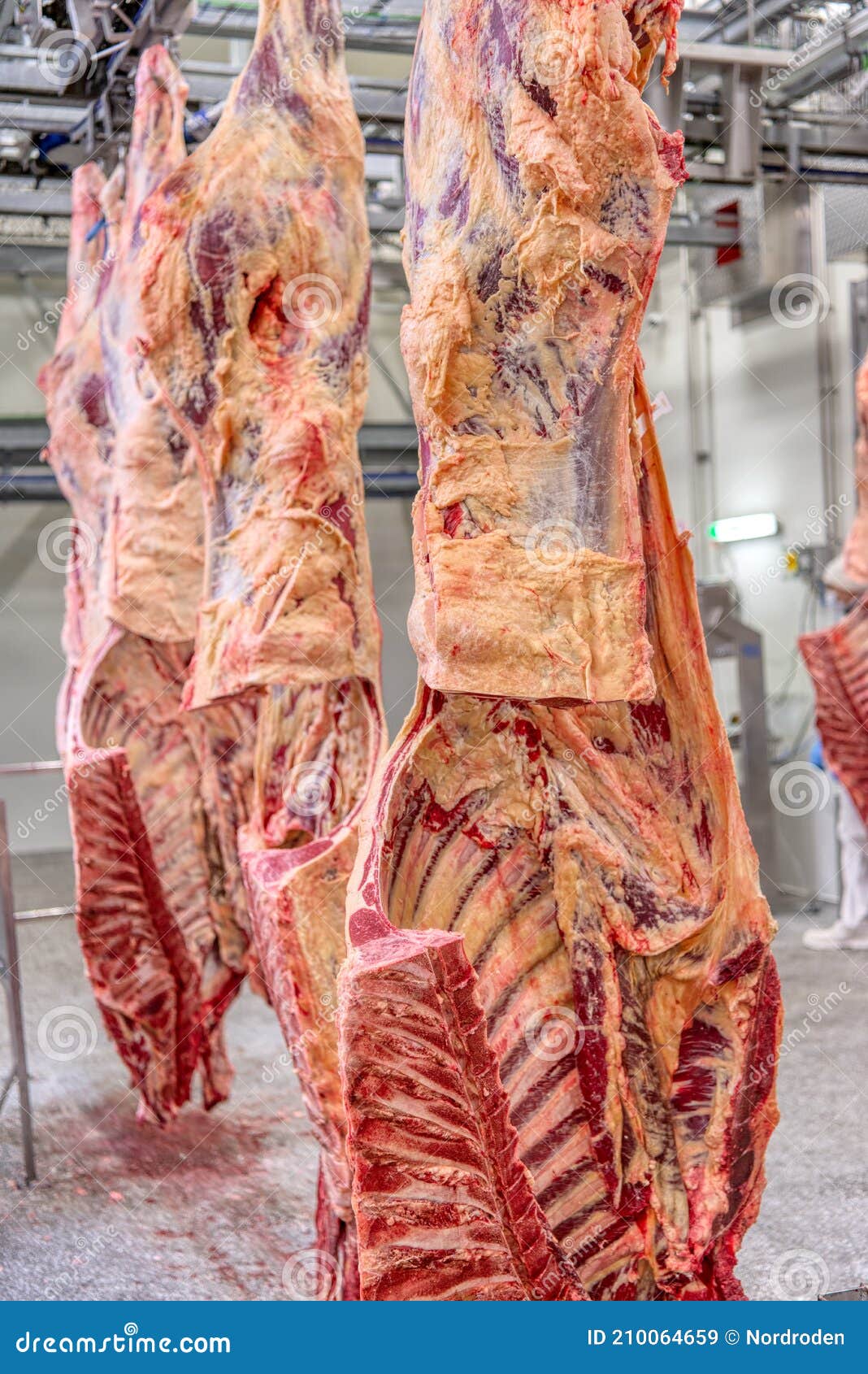 Chopped beef carcasses. stock image. Image of preparation - 210064659