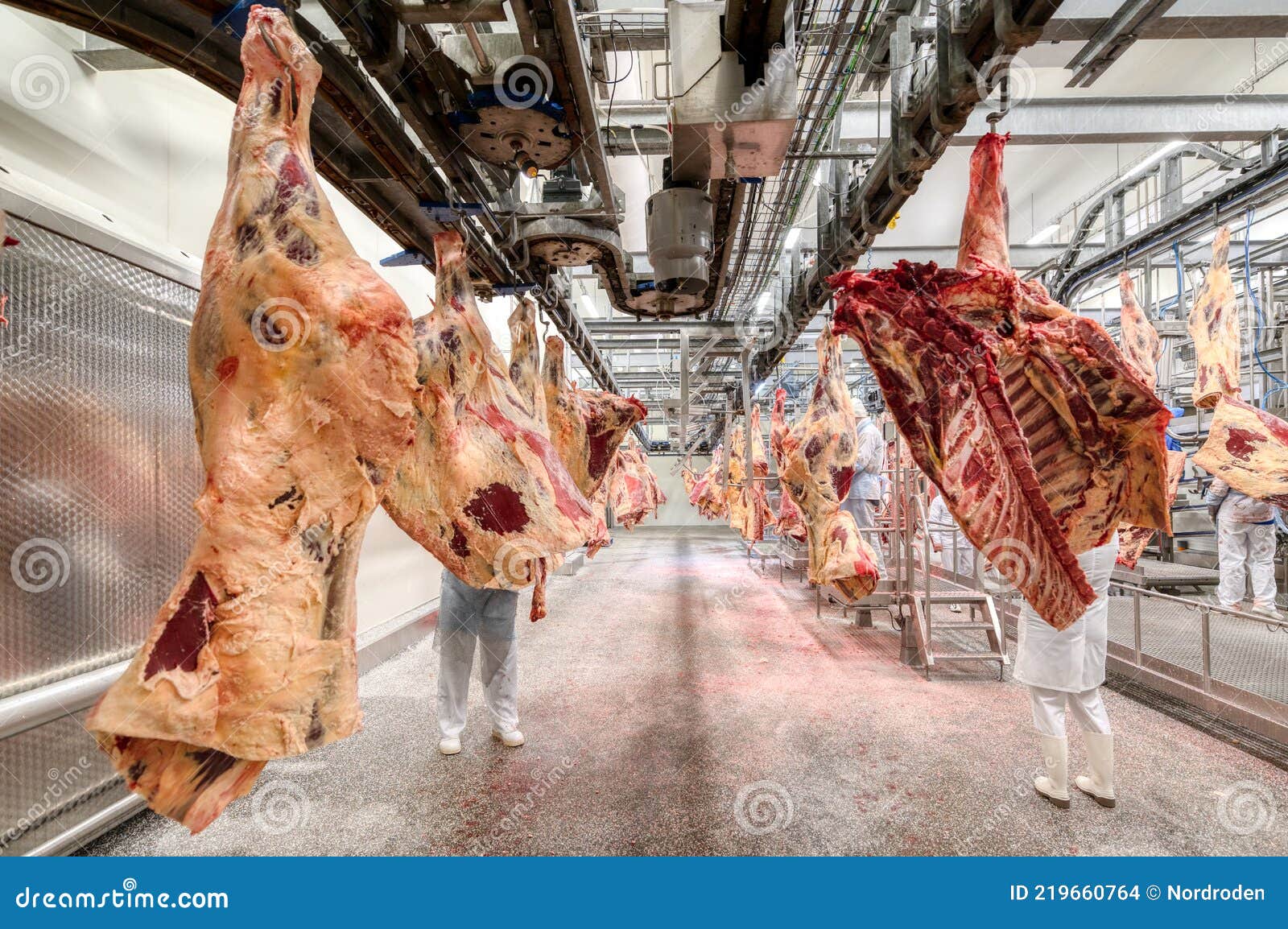 Chopped Beef Carcasses. Overhead Conveyor for Cow Carcasses, Meat ...
