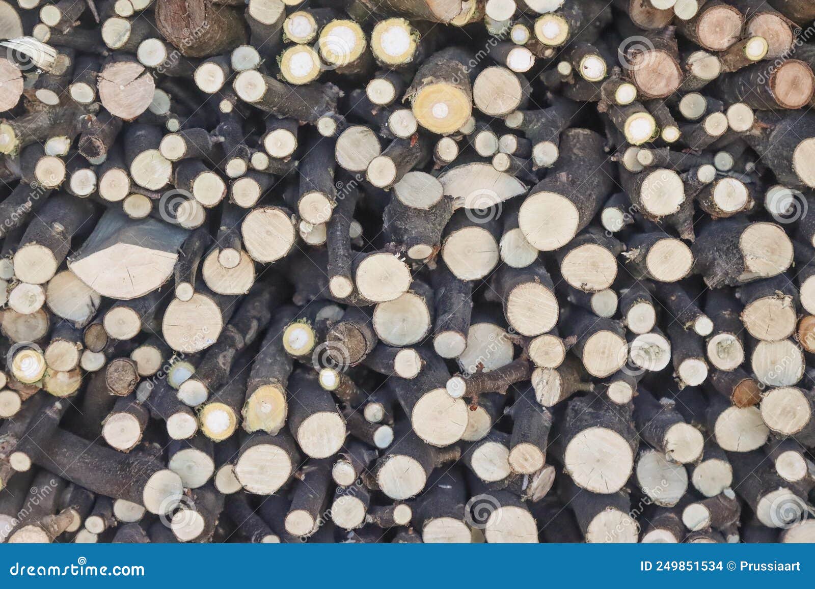 Chopped Branches of Brushwood and Tree Branches Stock Photo - Image of ...