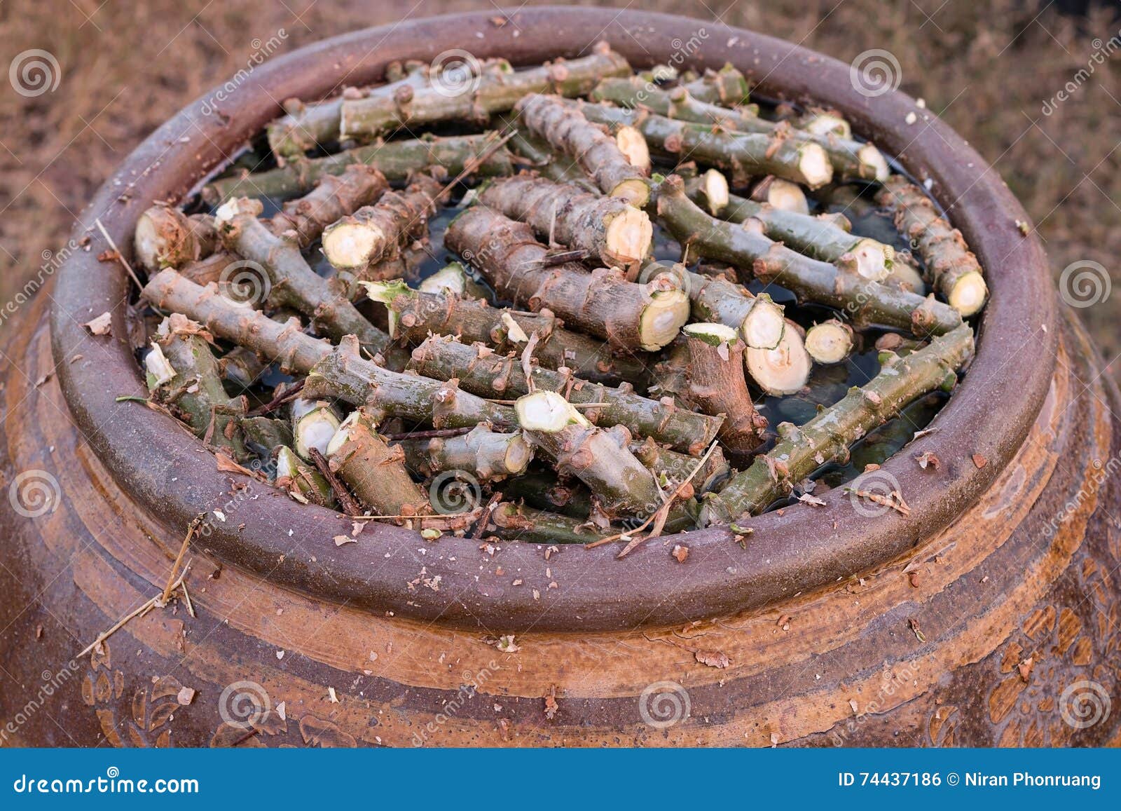 Chopped Cassava Tree Soak Stimulants Roots Stock Photo - Image of ...