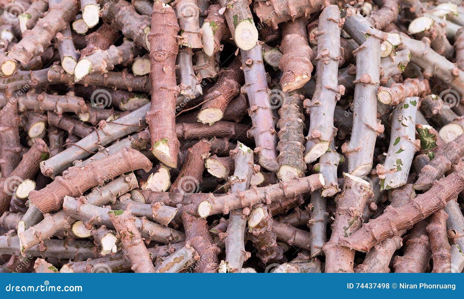 Chopped Cassava Tree Soak Stimulants Roots Stock Photo - Image of lush ...