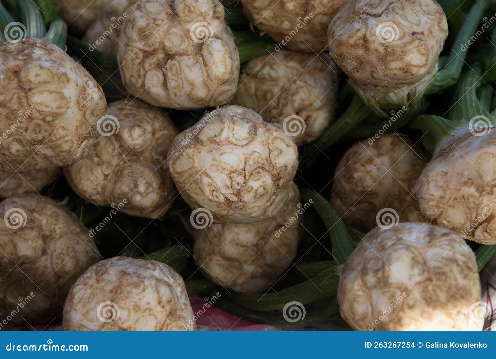 Chopped Celery Root. Large Roots Stock Photo - Image of vegan, celeriac ...