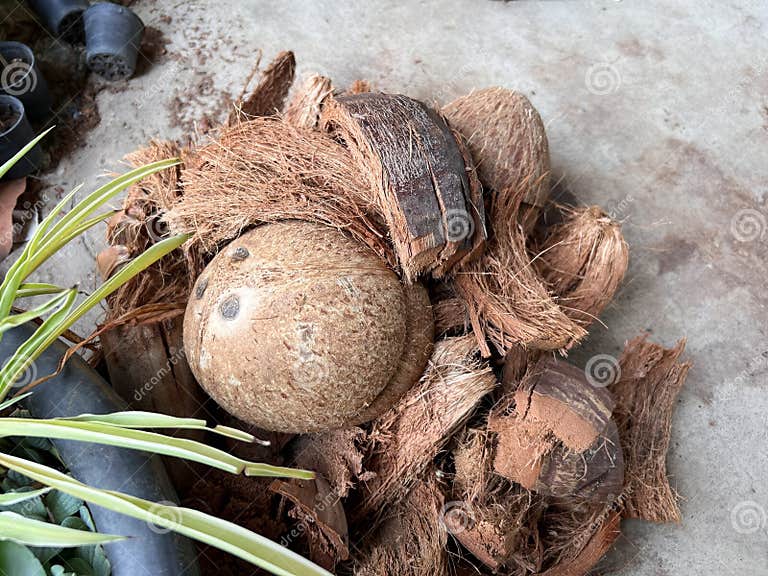 Chopped Coconut Shells , Coco Husk Chips Dried. Stock Image - Image of ...