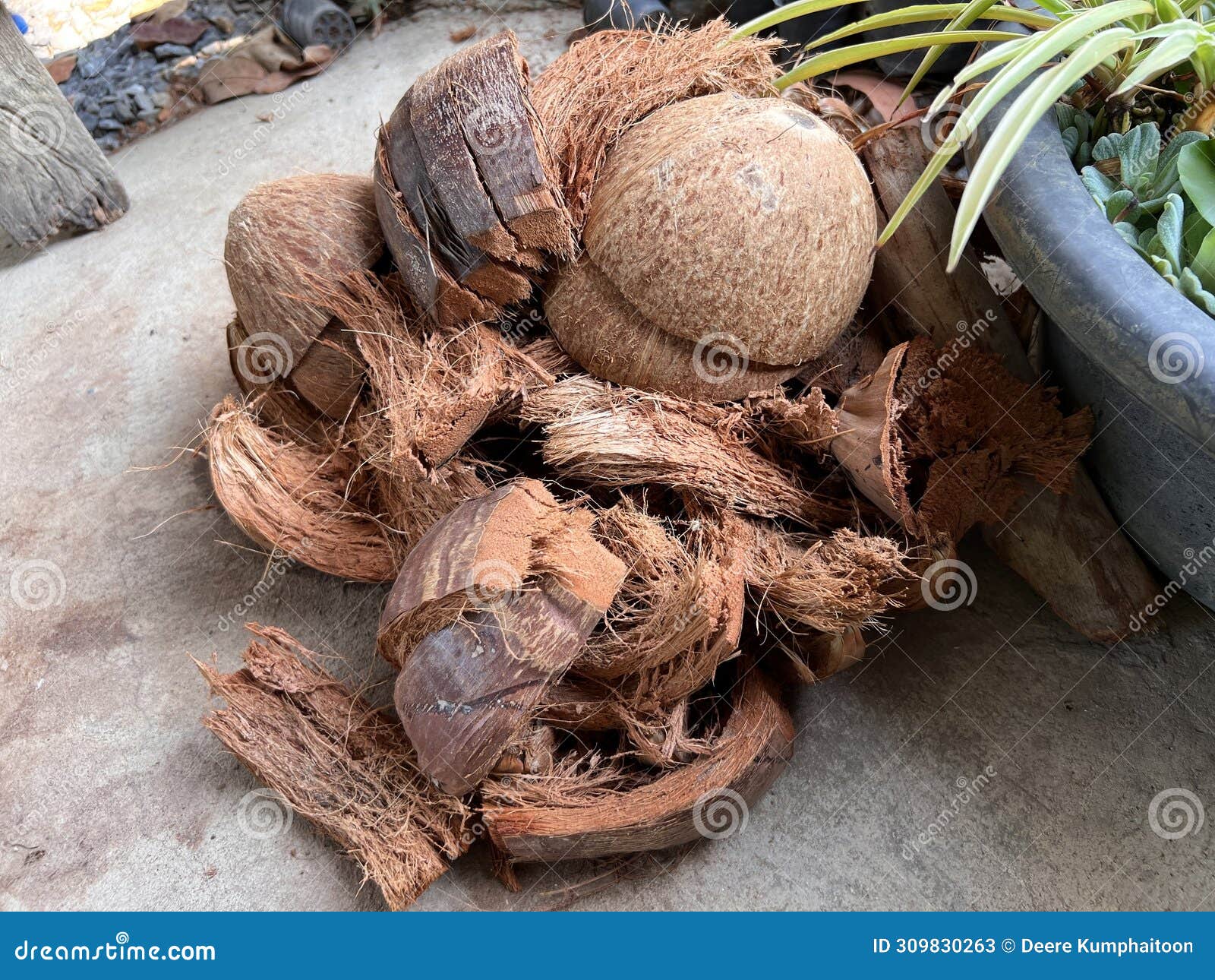 Chopped Coconut Shells , Coco Husk Chips Dried. Stock Image - Image of ...