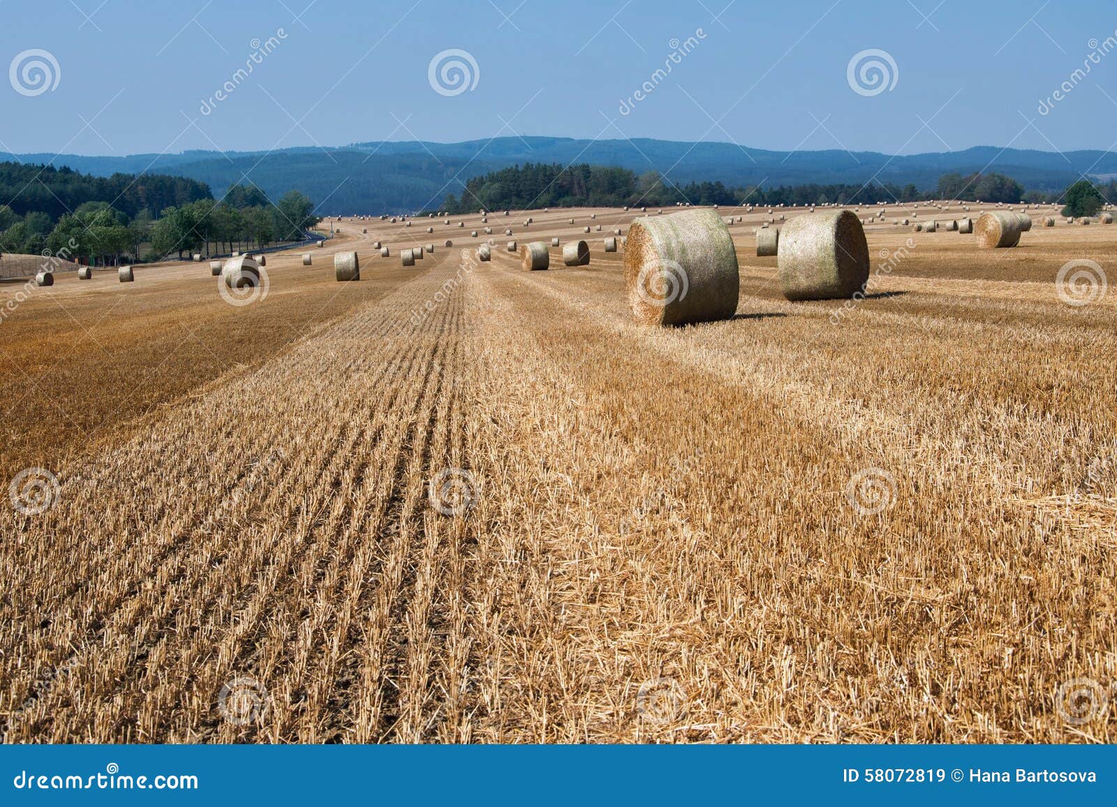 Chopped Corn Fields with Straw Bales Stock Image - Image of fodder ...