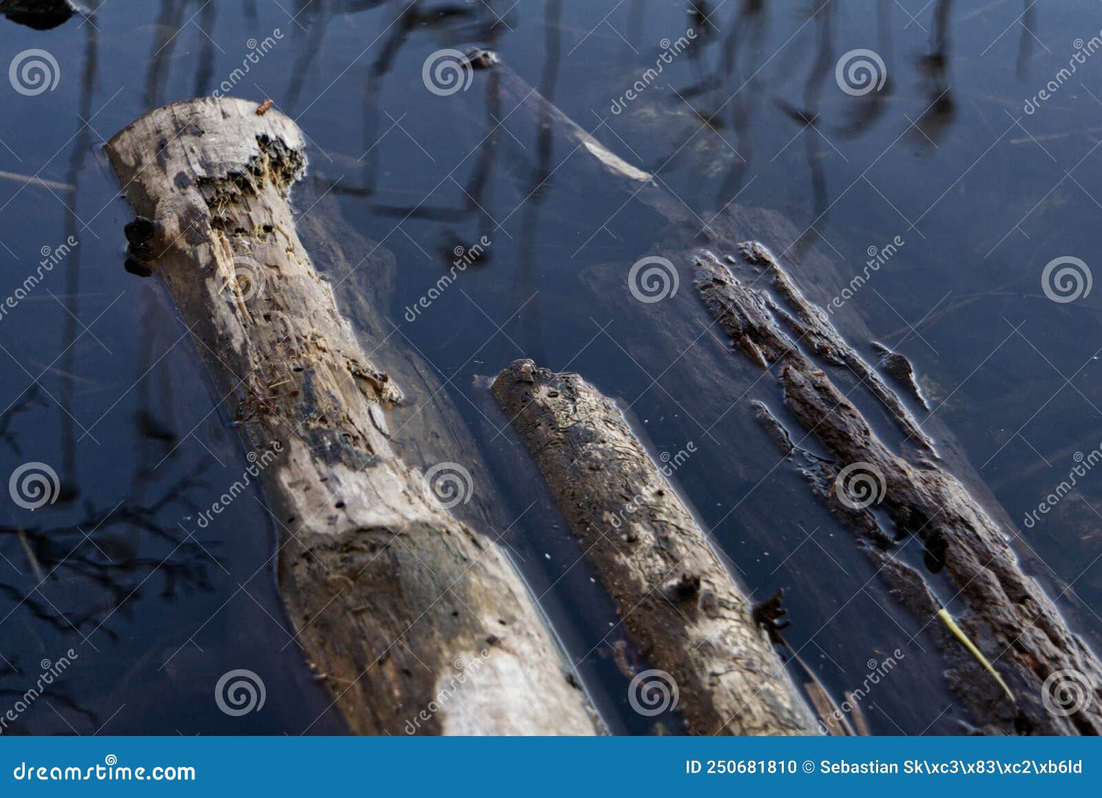 Chopped Down Logs in the Water Stock Photo - Image of swamp, twigs ...
