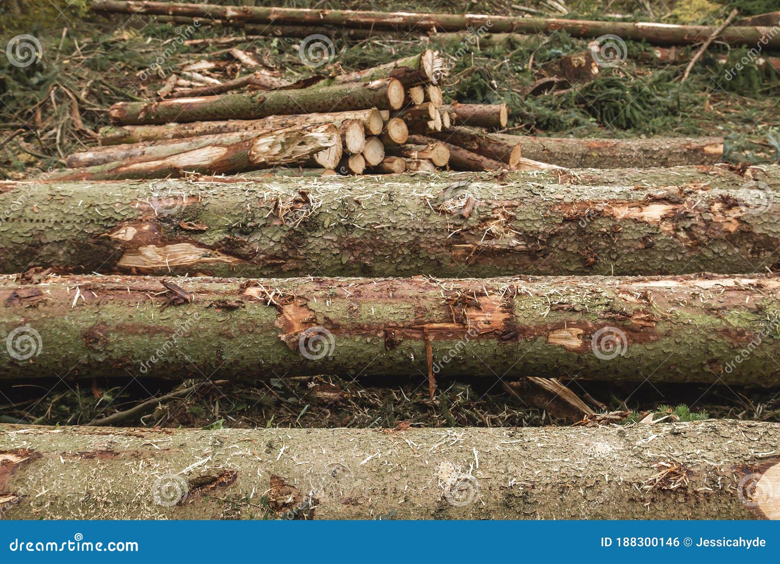 Chopped Down Pine Tree Logs Stock Photo - Image of lined, heap: 188300146