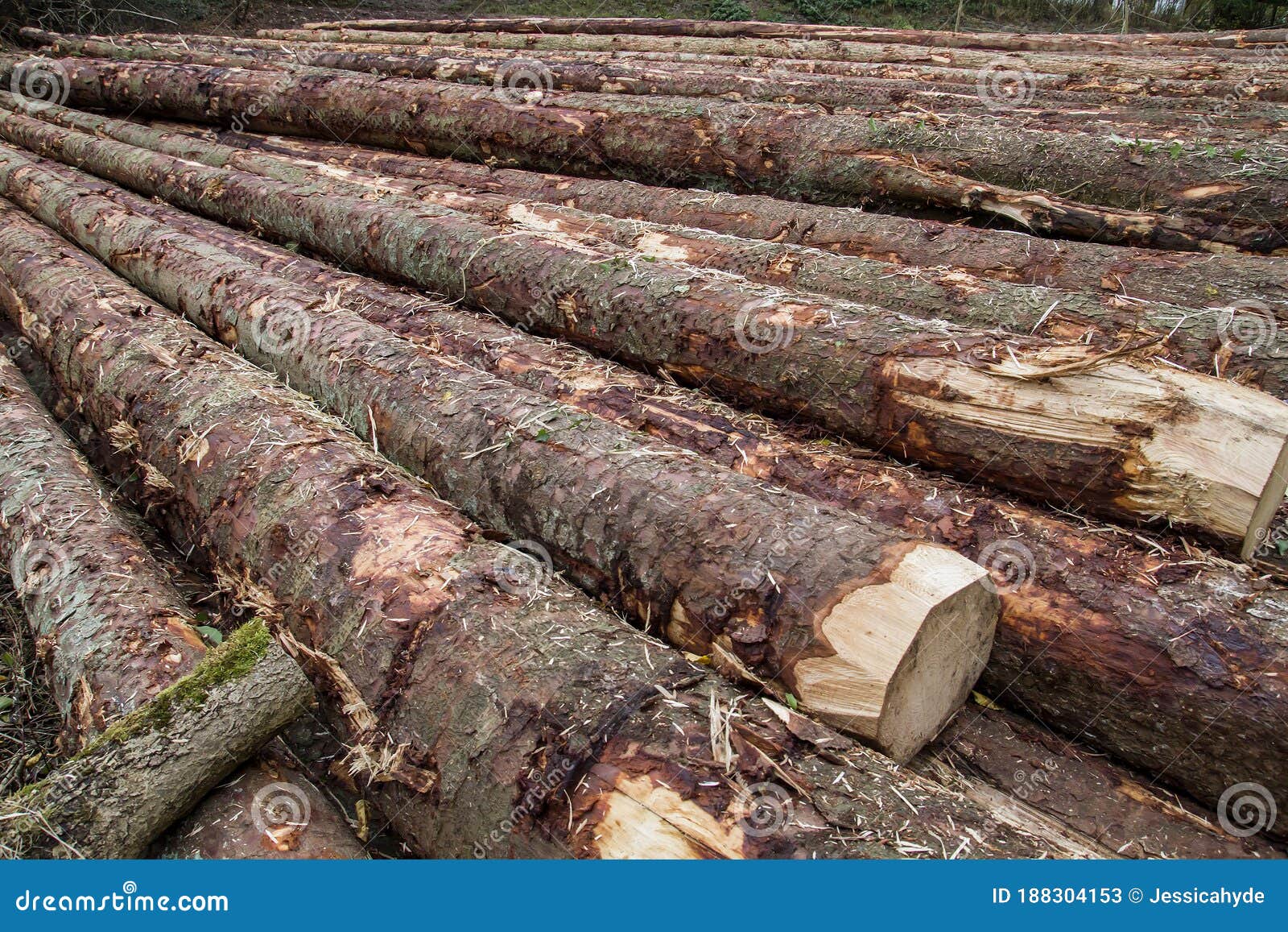 Chopped Down And Uprooted Tree Logs And Branches Display After A ...