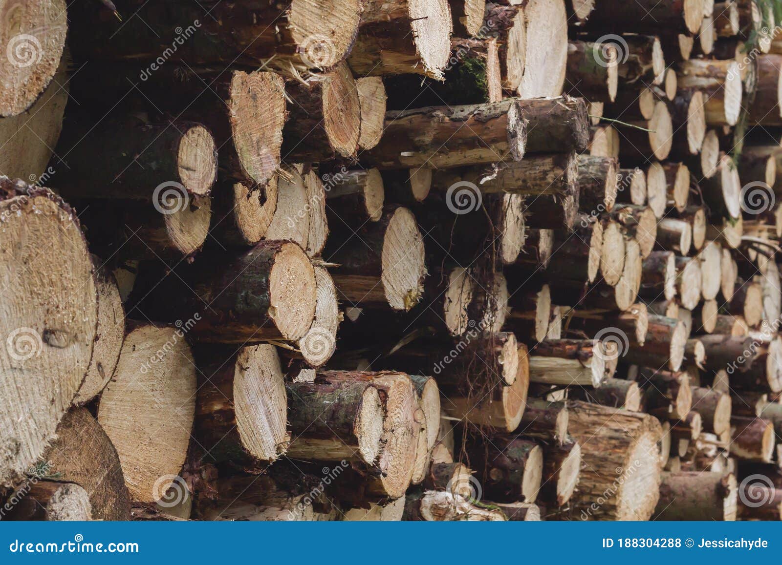 Chopped Down And Uprooted Tree Logs And Branches Display After A ...