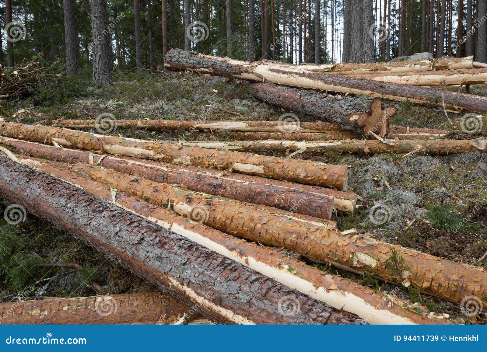 Chopped Down Pine Trees in Coniferous Forest Stock Image - Image of ...